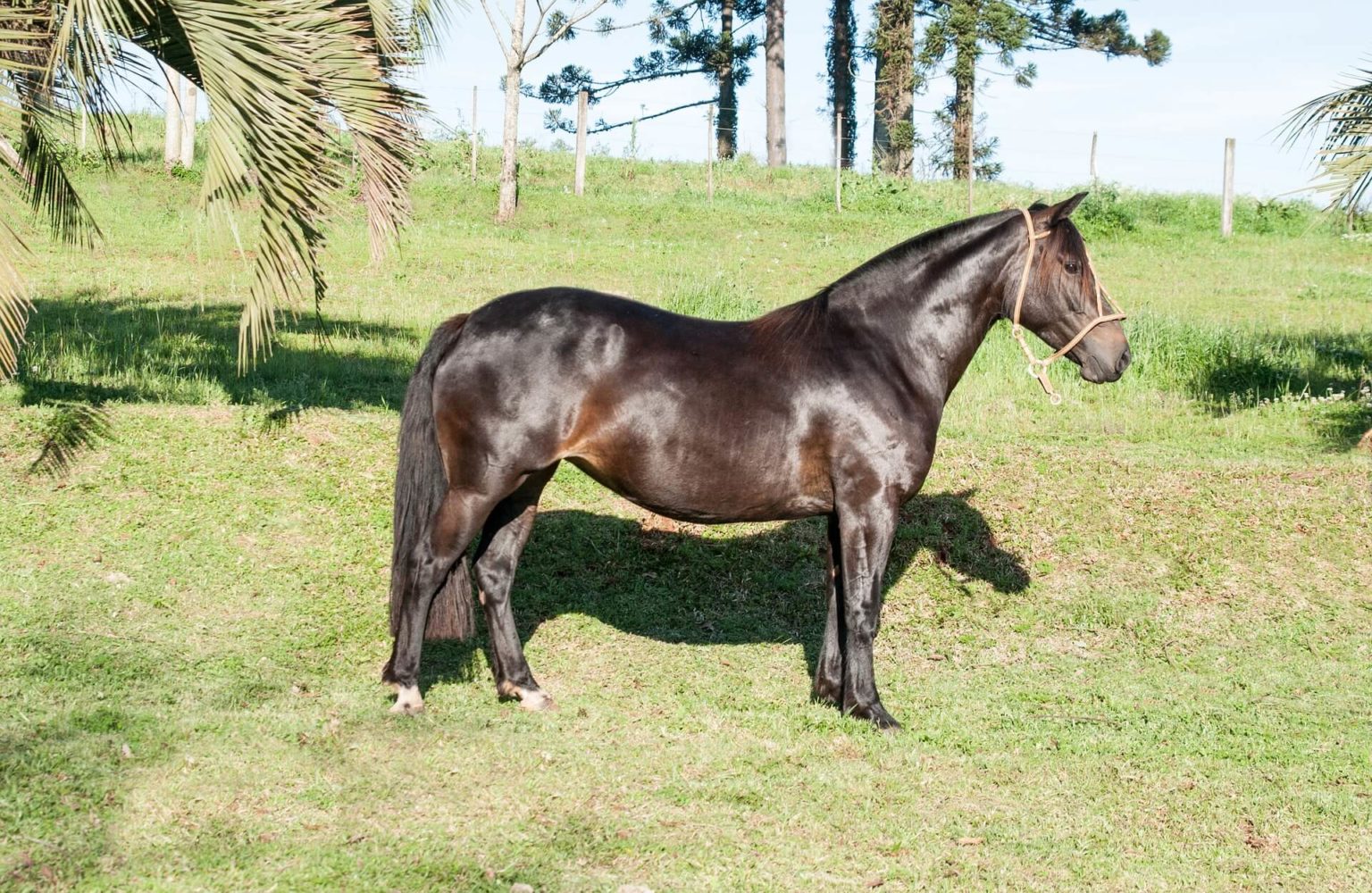 Cavalo Crioulo - Fotos e Curiosidades da Raça | Quibaana